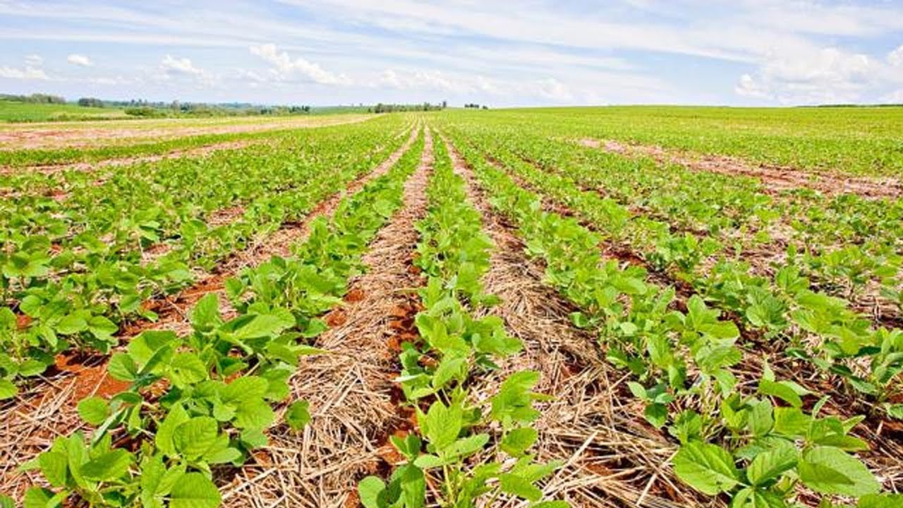 Embrapa já tem cultivares de soja que podem render até 67 sacas/h no ...