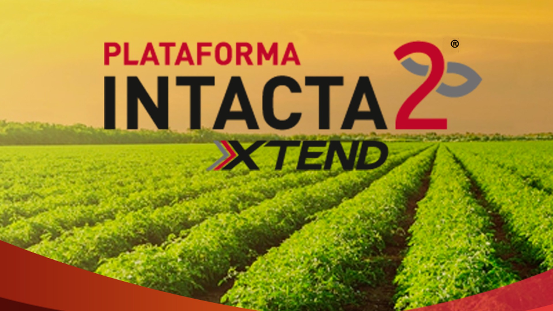 Soja Intacta2 XTend já pode ser utilizada nesta safra, com novo nível ...