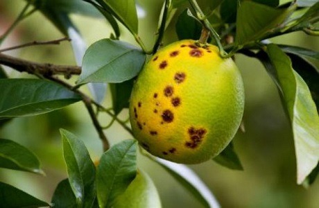 Clima adverso e greening reduzem estimativa da safra de laranja 2025/26 ...