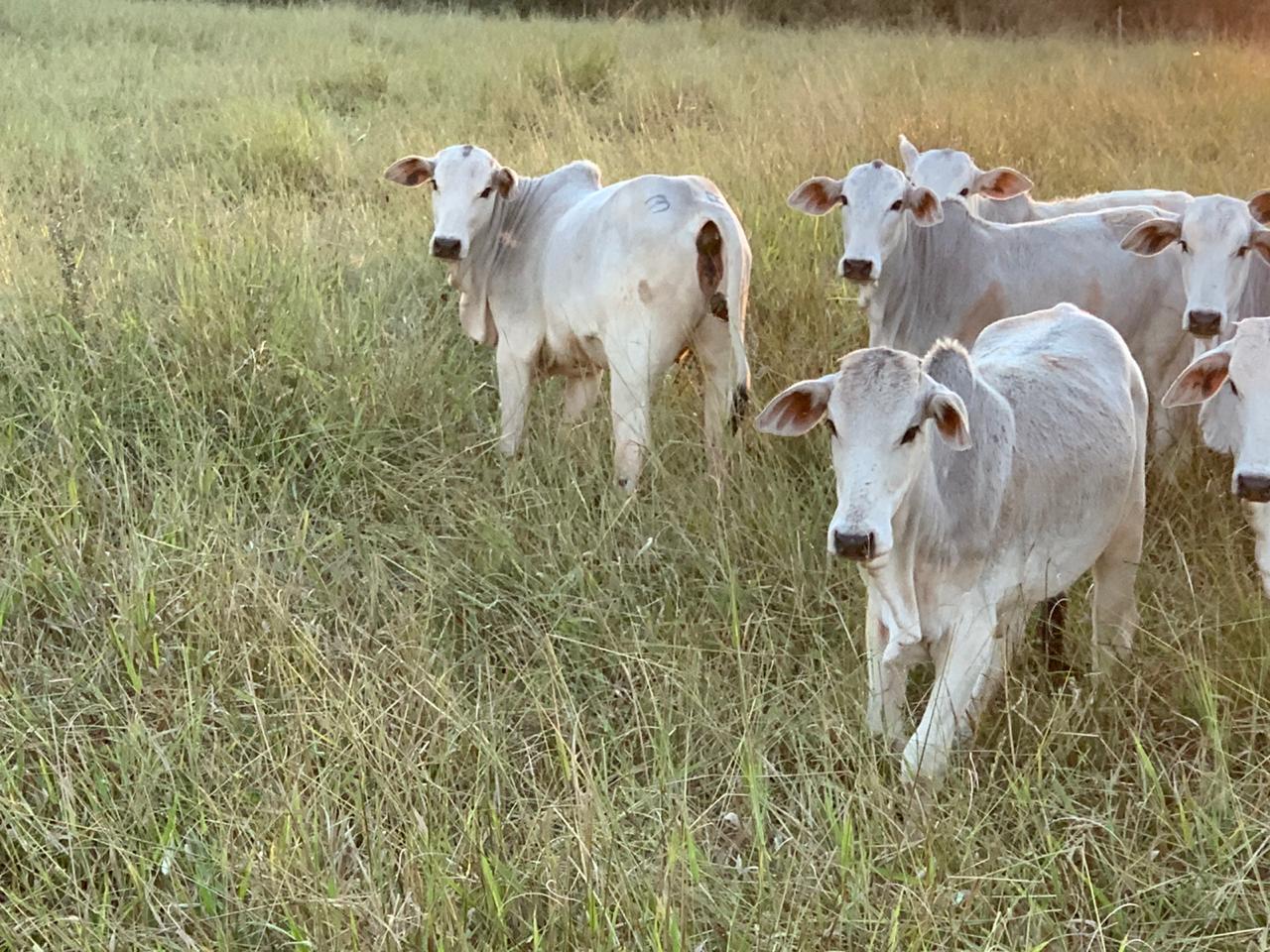 Boi/Cepea: Bezerro, boi magro, boi gordo e carne renovam máximas reais ...