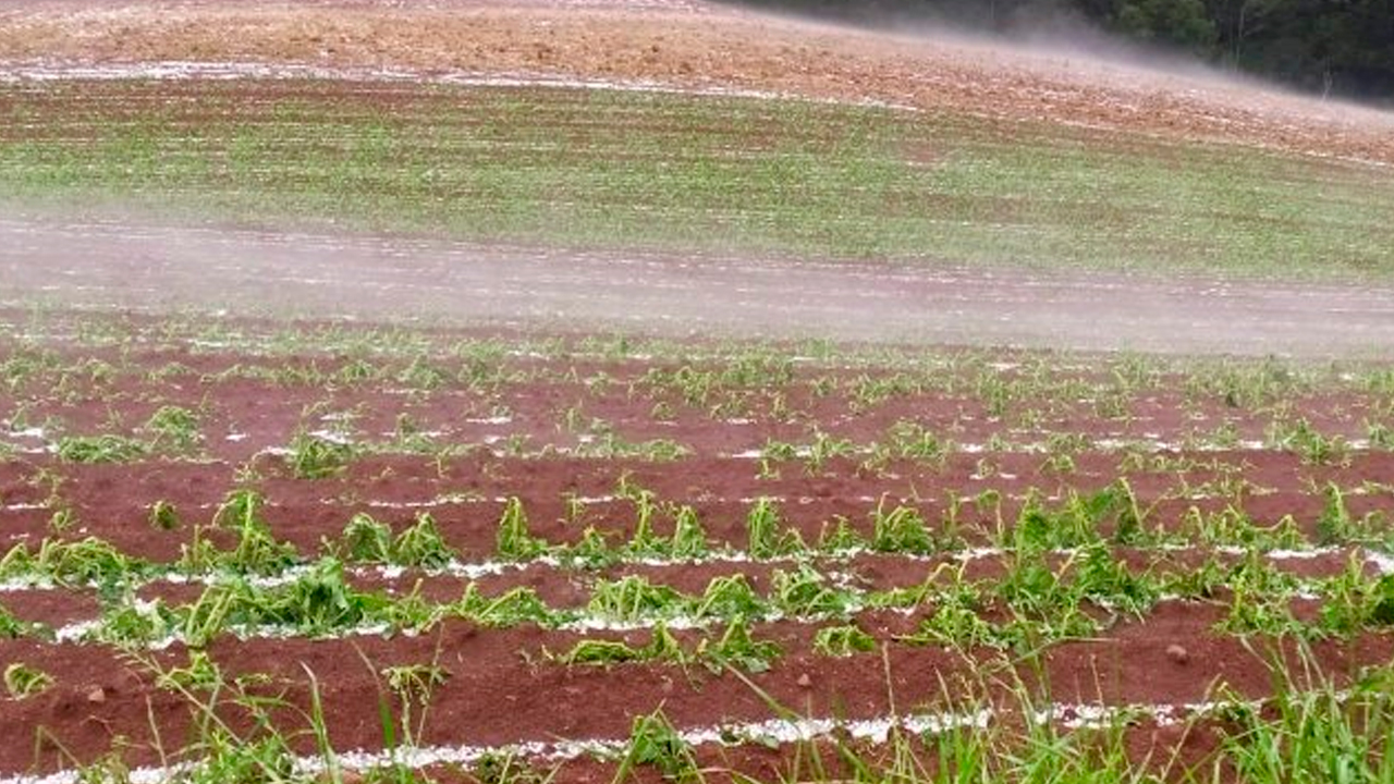 Granizo em Lagoa Vermelha/RS atinge áreas de trigo, aveia, milho ...