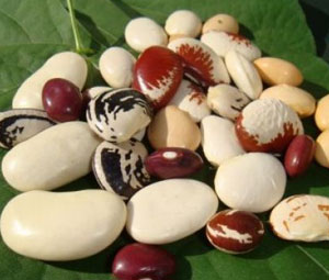 Pesquisa da UFPI aborda desenvolvimento do feijão-fava para o Nordeste ...