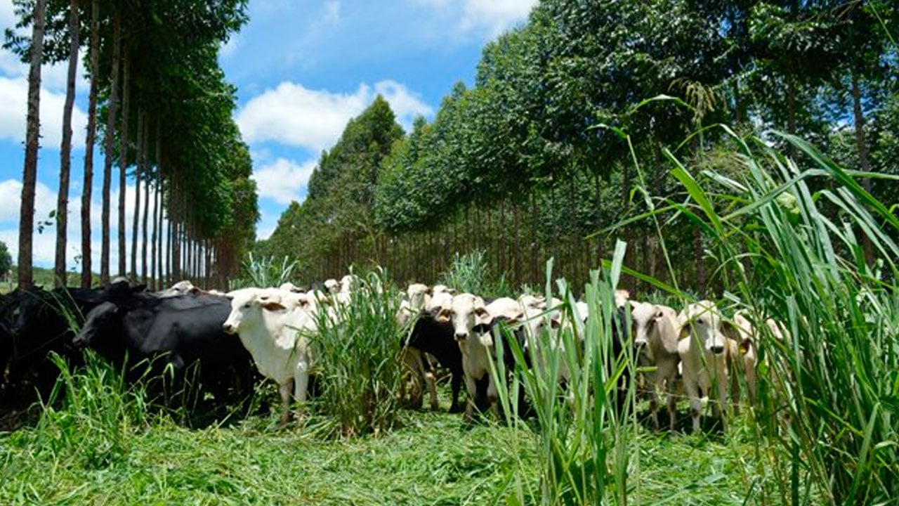 Instituto de zootecnia apresenta soluções para um agropecuária mais ...