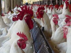Mercado do frango termina esta quarta-feira (1º de junho) com preços ...
