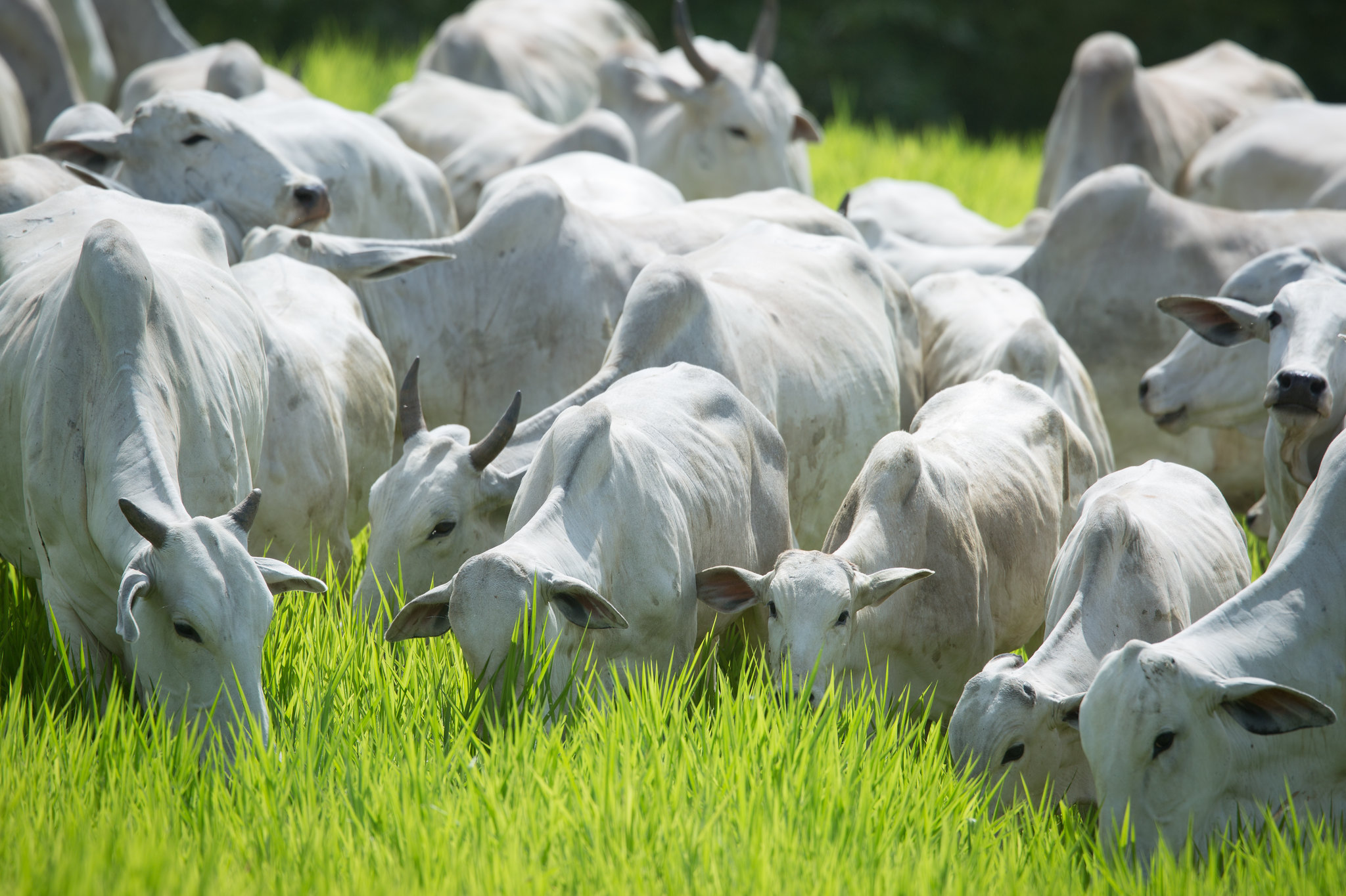 Adubação de pastagens nos sistemas de produção animal - Notícias Agrícolas