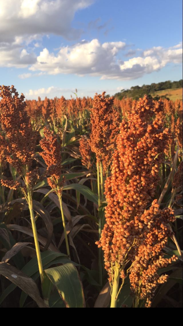 Sorgo avança no calendário agrícola e pode ser destaque da safrinha ...