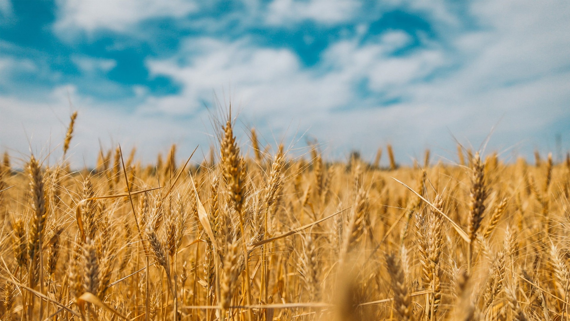 Plantio de cereais de inverno avança na Serra catarinense - Notícias ...