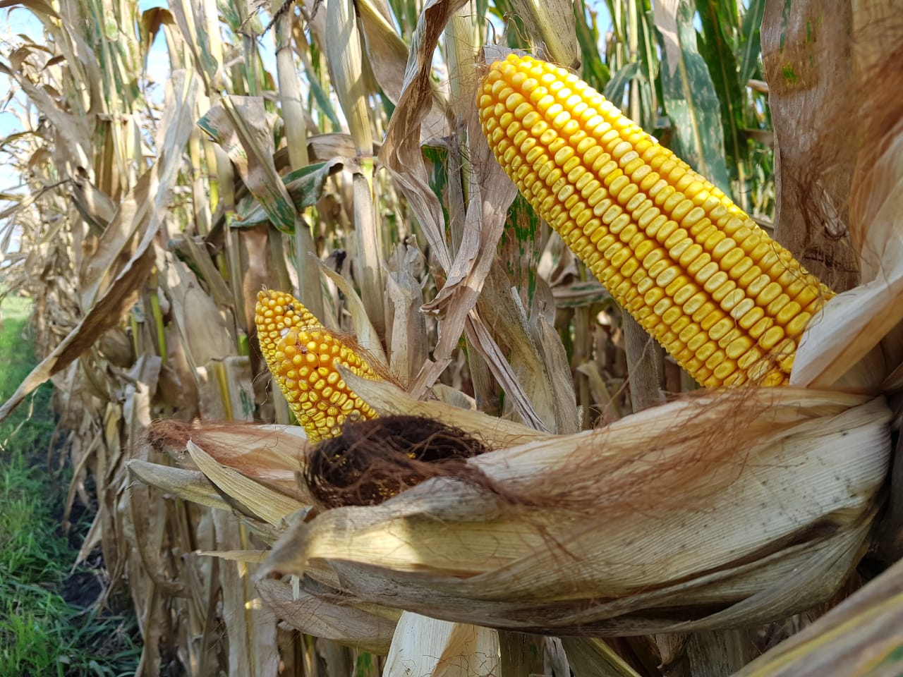 Trump e avanço do plantio americano pressionam cotações do milho em ...