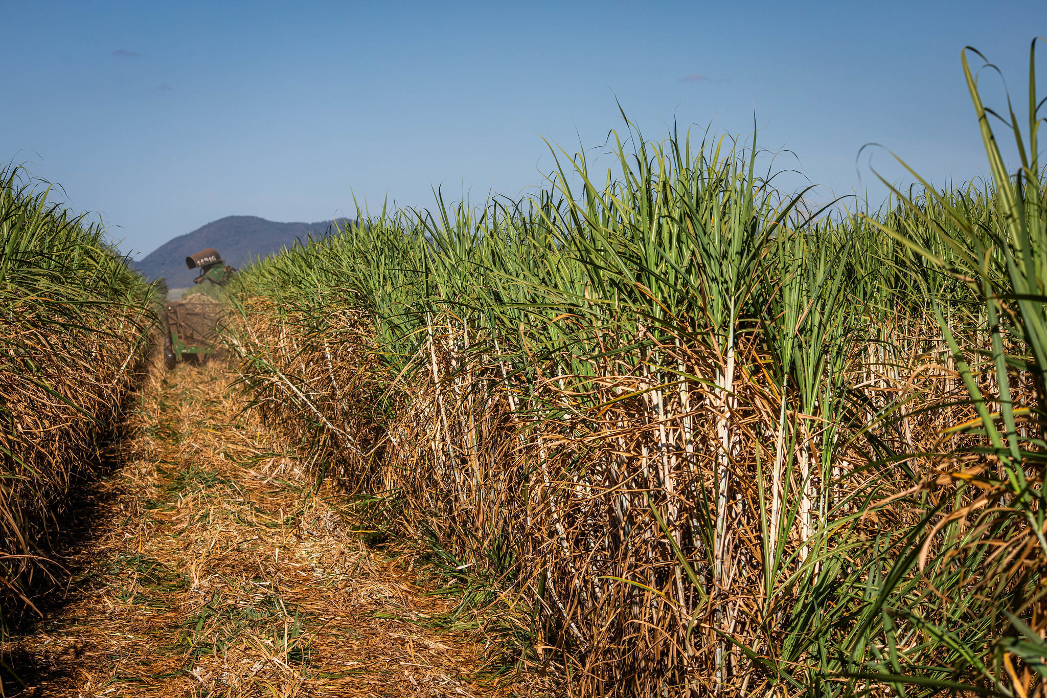 ORPLANA e IAC firmam parceria para inovação e sustentabilidade em cana ...
