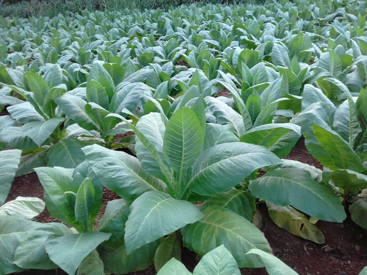 Produtor de fumo investe no solo para altas produtividades - Notícias ...