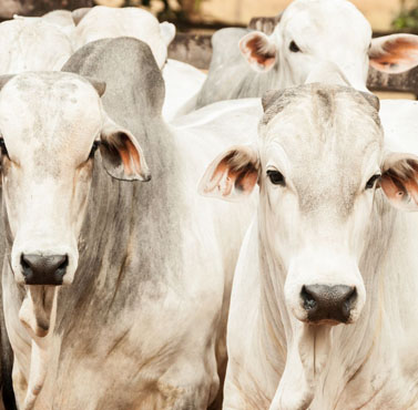 Boi: boi segue firme, mas terminador enfrenta reposição em valor ...