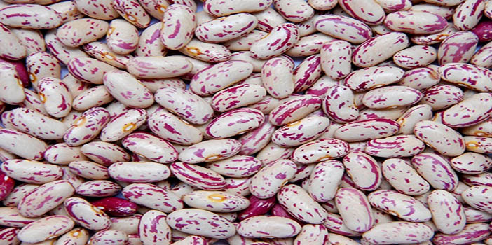 Ibrafe: Feijão-rajado cumprindo contratos - Notícias Agrícolas