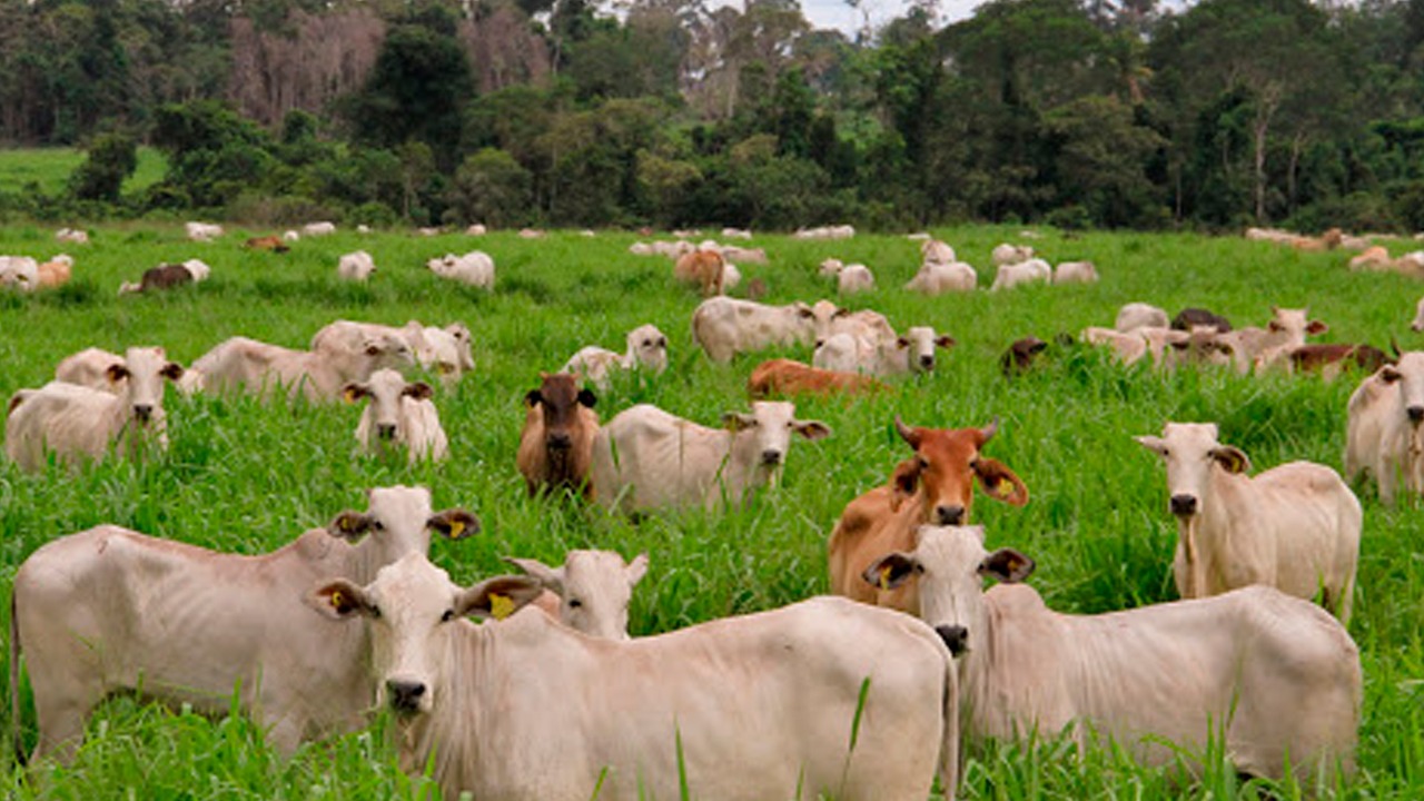 Agora é a vez do setor pecuário questionar pesquisa na revista Science ...