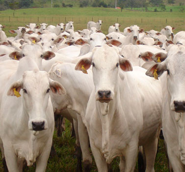 Boi/Cepea: Diferença entre os valores médios de macho e fêmea é recorde ...