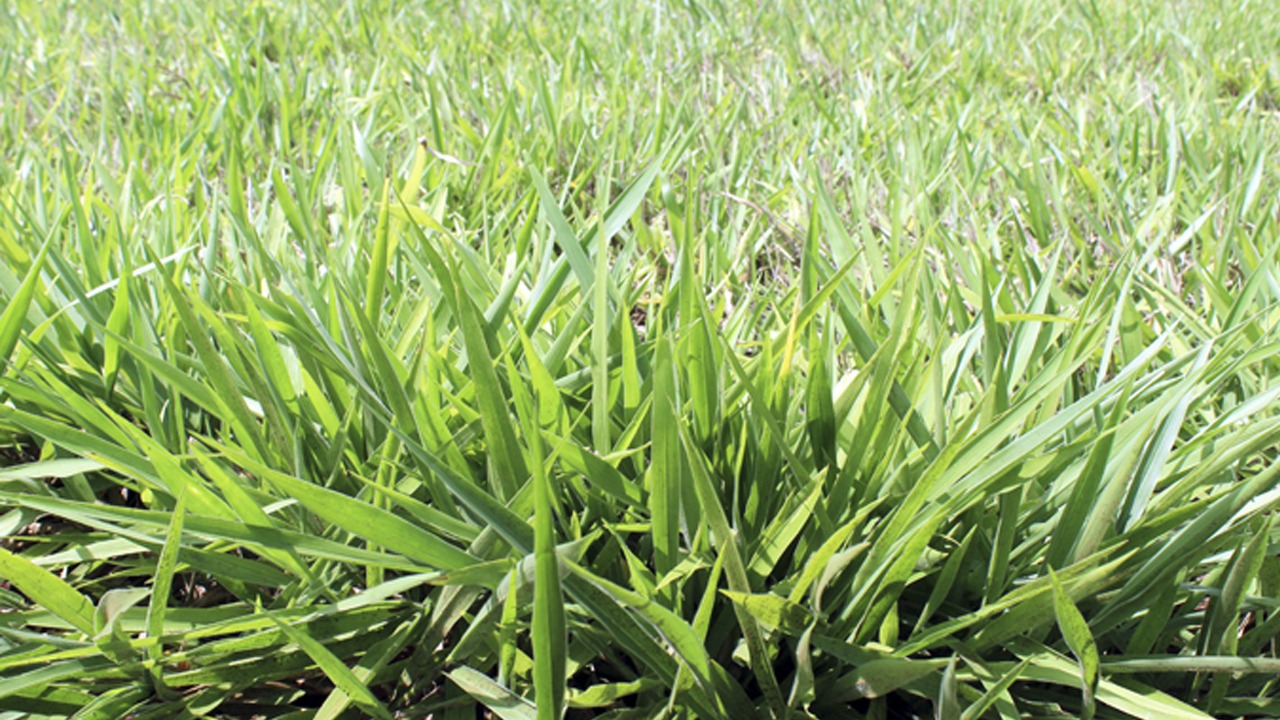 Unoeste comanda pesquisa para disponibilizar novas variedades de ...