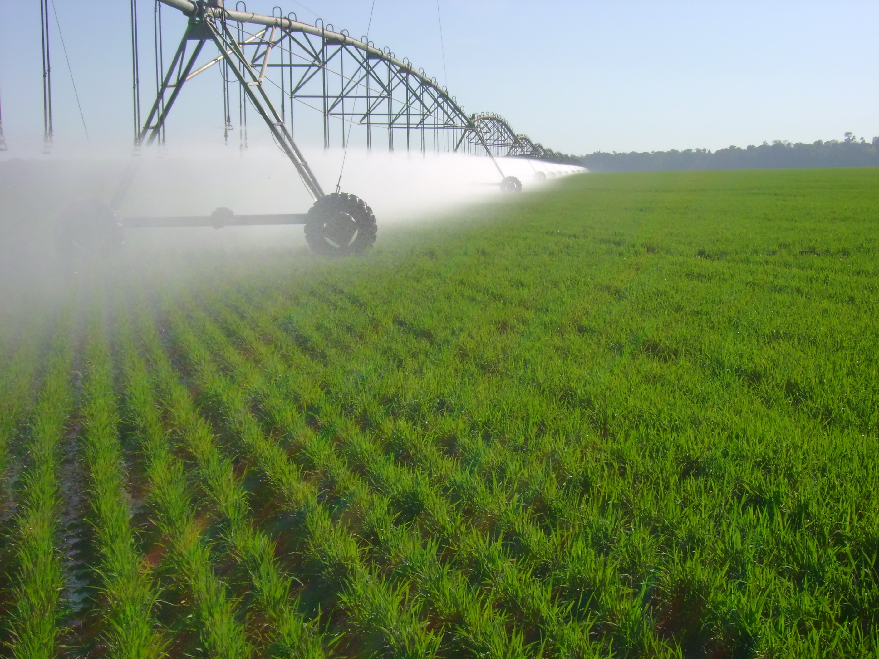 Plantio do arroz caminha para finalização no Brasil com 97% da área ...