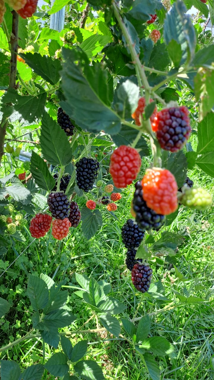 Concentrada na região de Curitiba, produção de amora dobrou em dez anos ...
