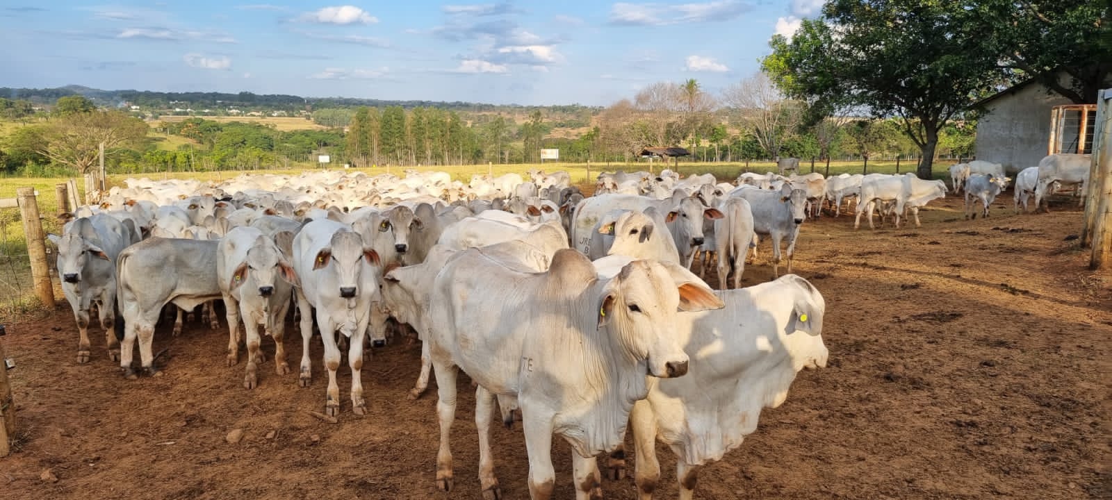 Com avaliação da ANCP, Embrapa Cerrados dá início ao 25º Teste de ...