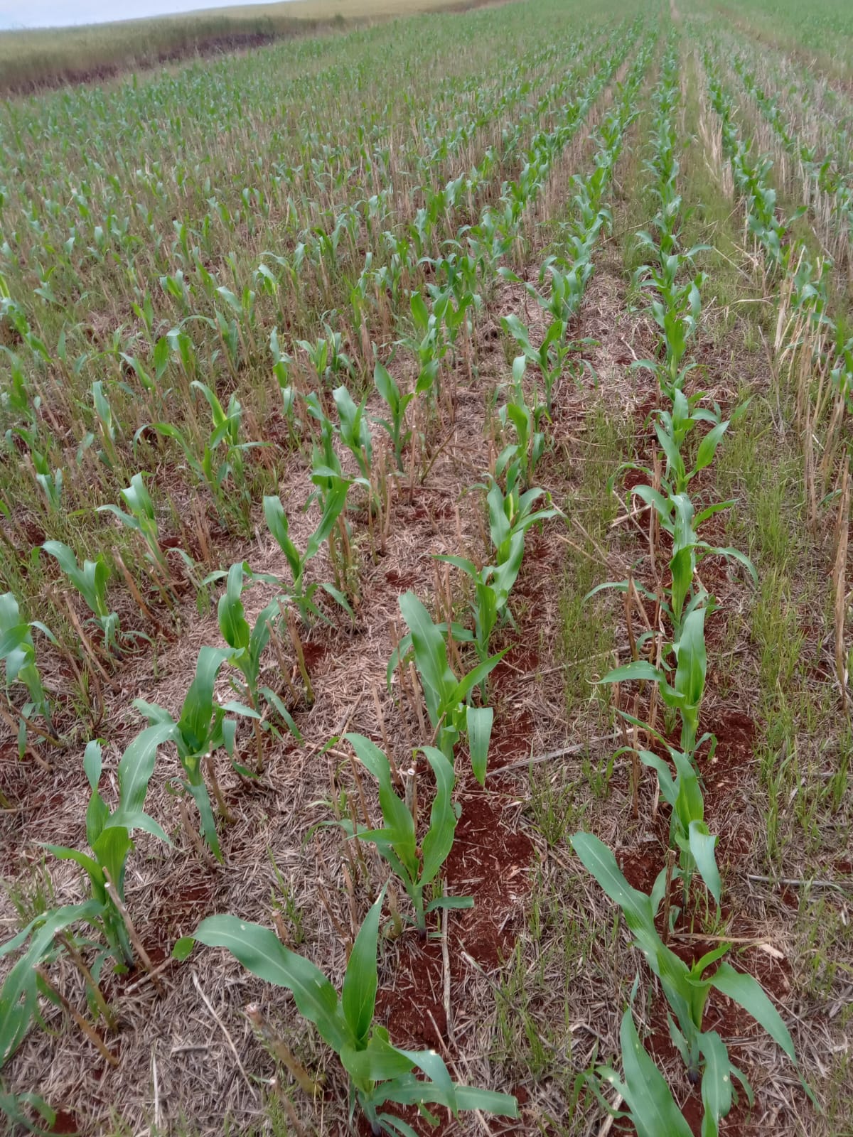 Paraná entra na reta final do plantio para o milho verão, com 90% da ...