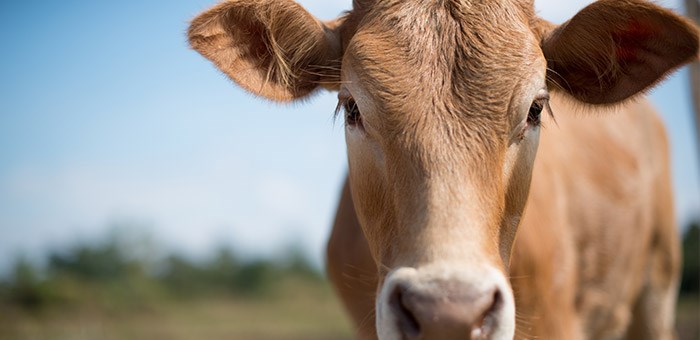 Criação de novilho precoce melhora o desfrute do rebanho, gerando mais ...