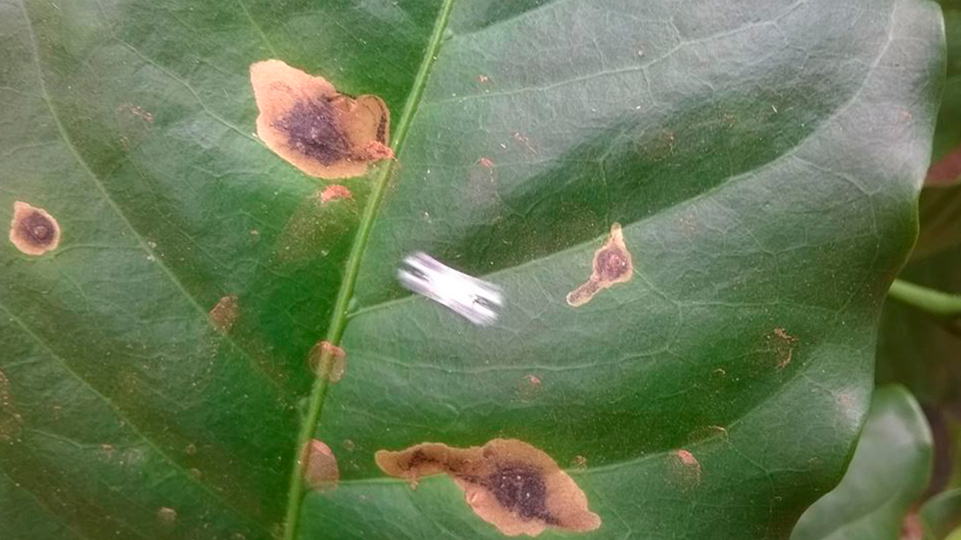 Embrapa: Pesquisadores sequenciam genoma do bicho mineiro do cafeeiro e ...