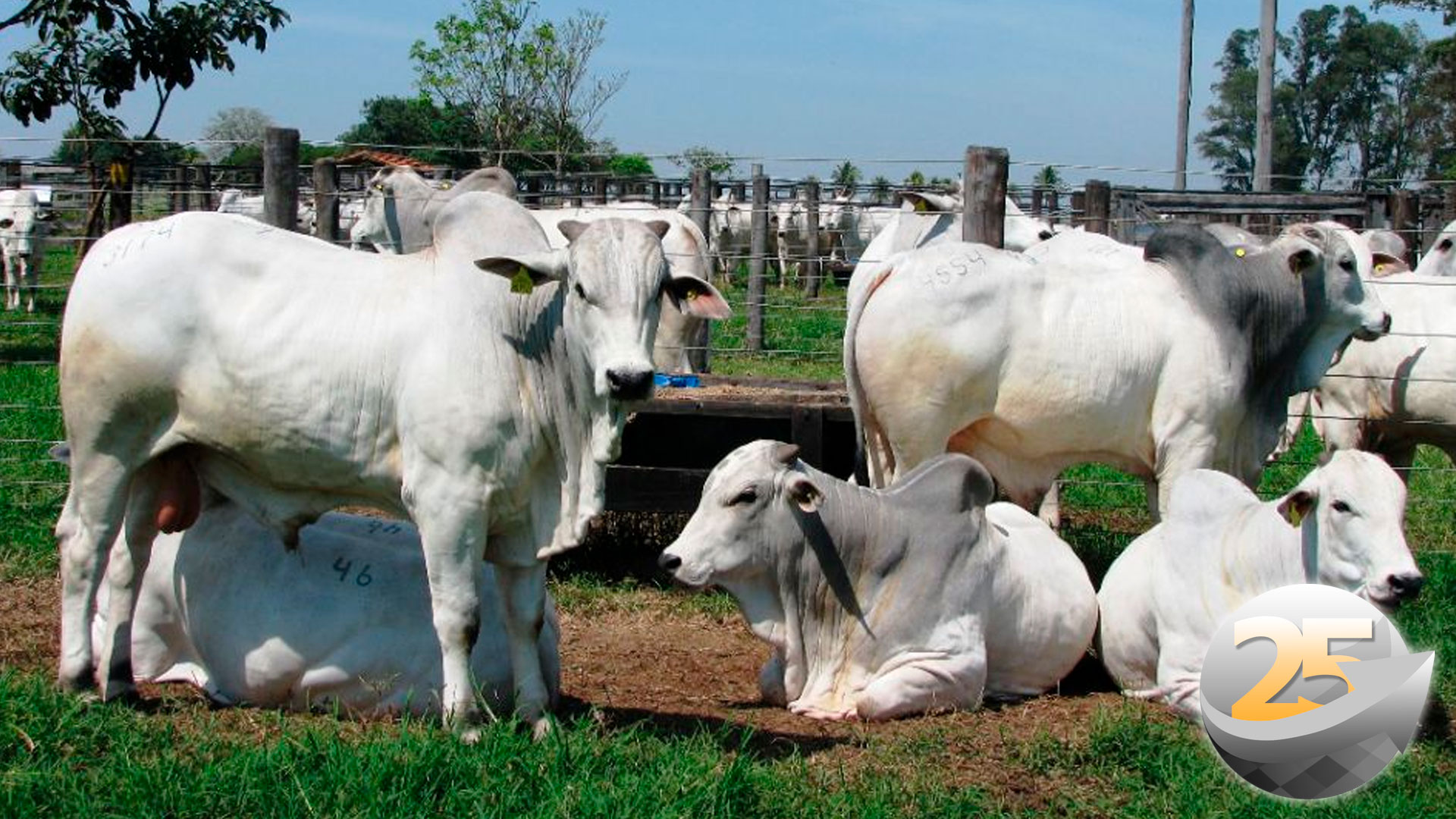 Arroba do boi brasileiro atinge recorde no mercado internacional ...