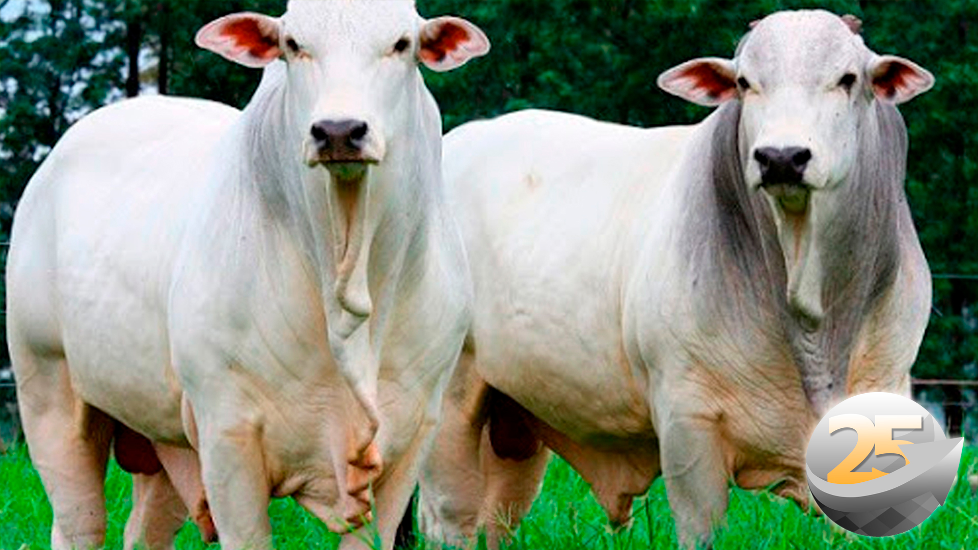 Diferenciais de base entre a @ do boi em SP e outros estados deve se ...