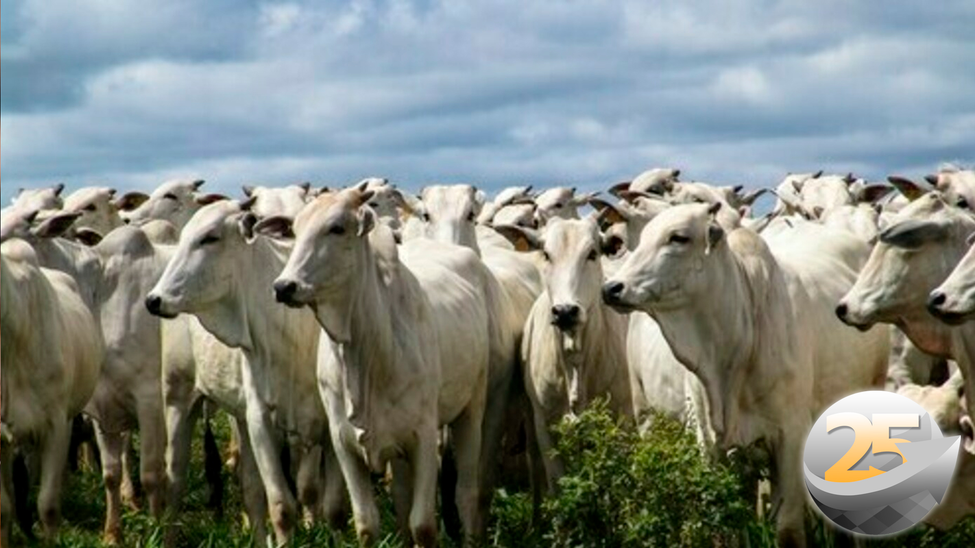 Mercado do boi não tem fundamentos que justifiquem novos recordes para ...