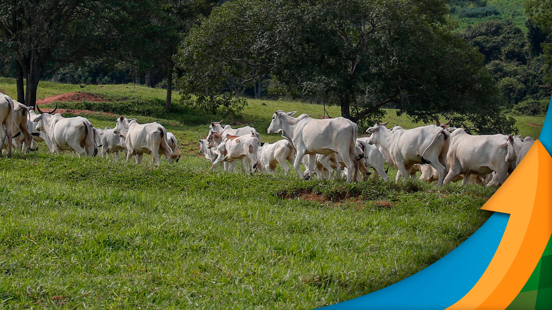 Boi China derrete em todo o Brasil com SP pagando R$250/@ e podendo ...