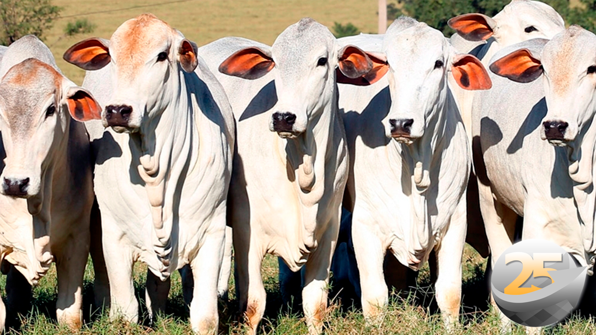 Mercado do boi tem fundamentos para seguir trajetória de alta e ...