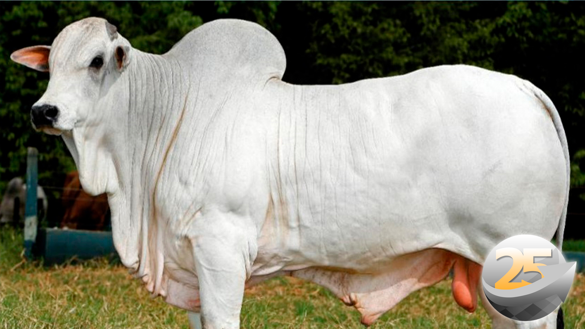 Arroba do boi China atinge novo patamar de preços em SP com negócios ...