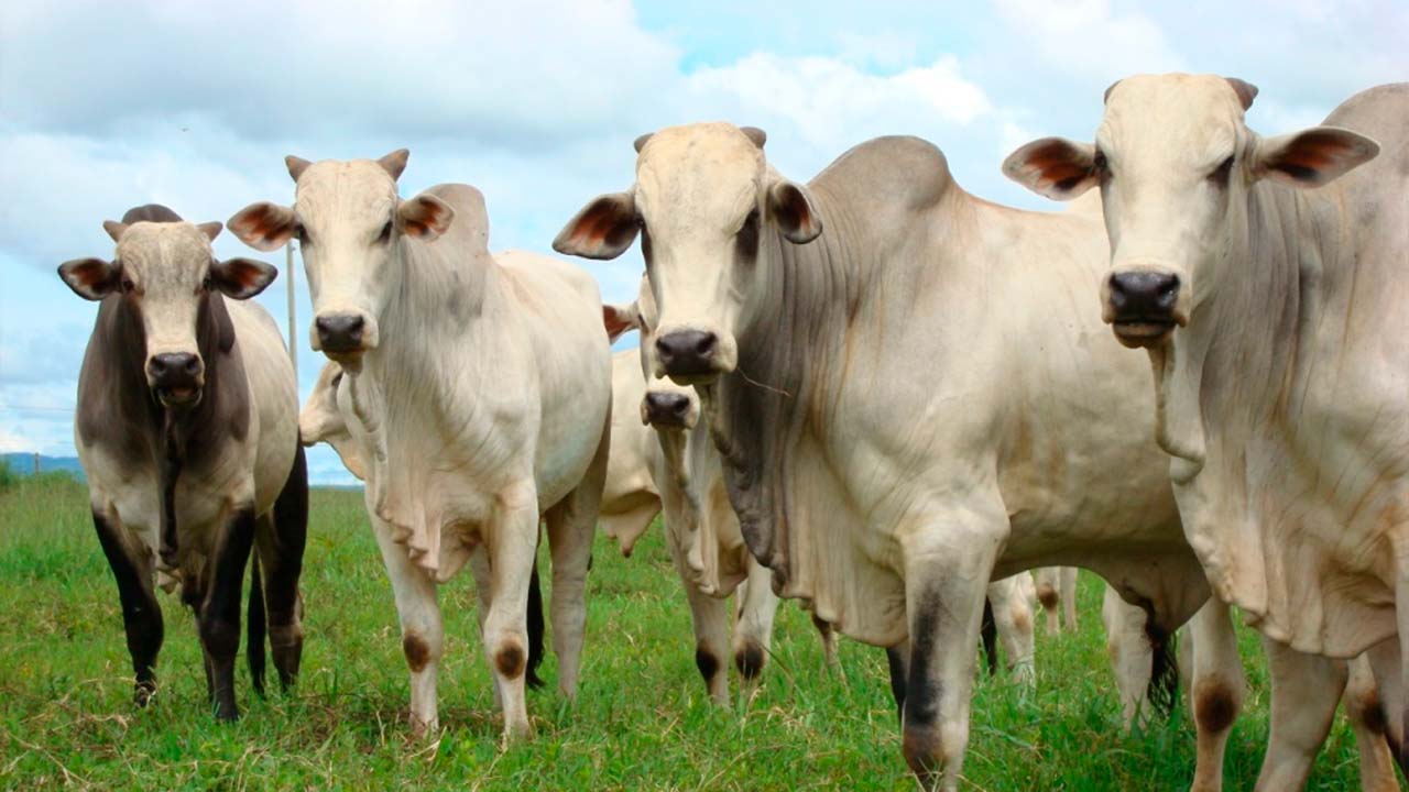 Agrobrazil: Negócios em Mato Grosso do Sul apresentam média de R$ 326 ...