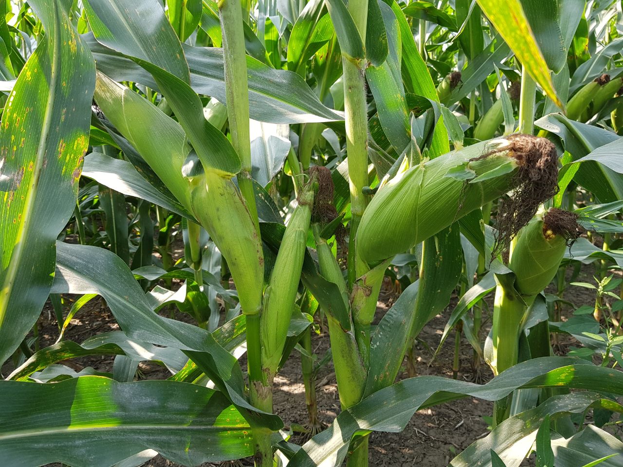 Safra americana tem potencial para fechar acima de 119 milhões de ...