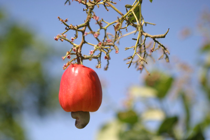 Caju de mesa: estudo da Embrapa estabelece os parâmetros de qualidade ...