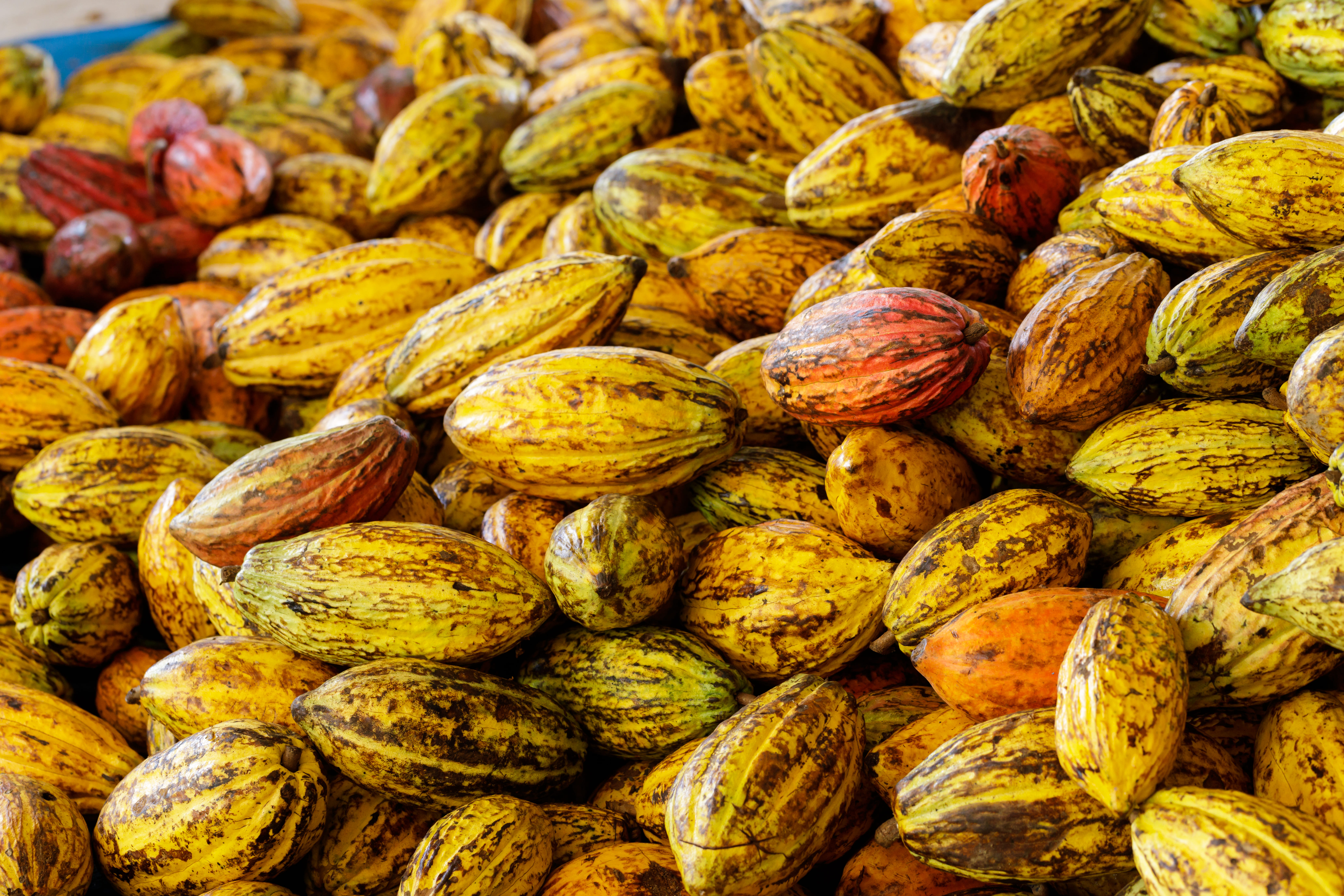 Cacau se estabiliza na ICE após avanço semanal - Notícias Agrícolas