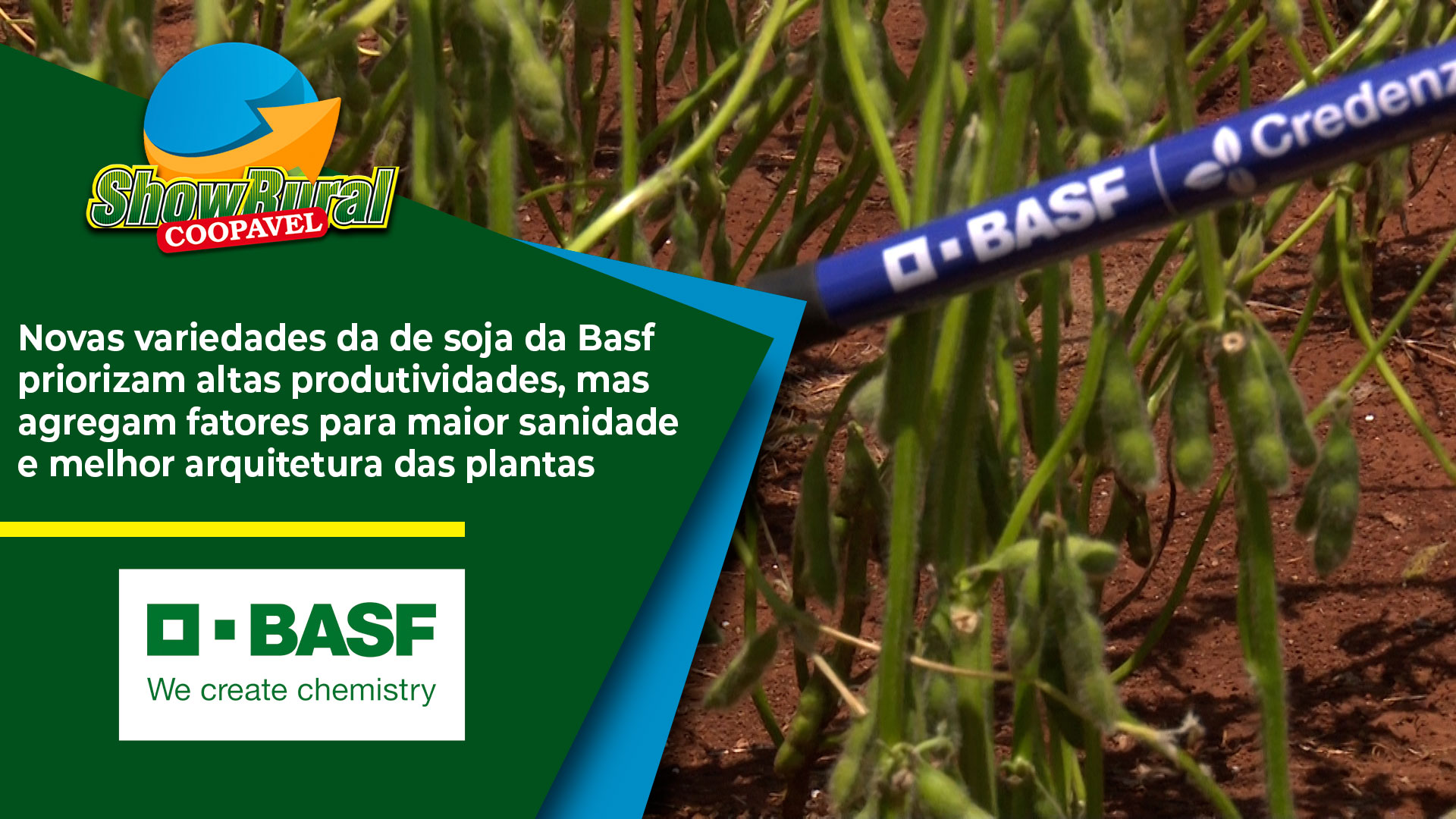 Novas variedades de soja da Basf priorizam altas produtividades, mas ...