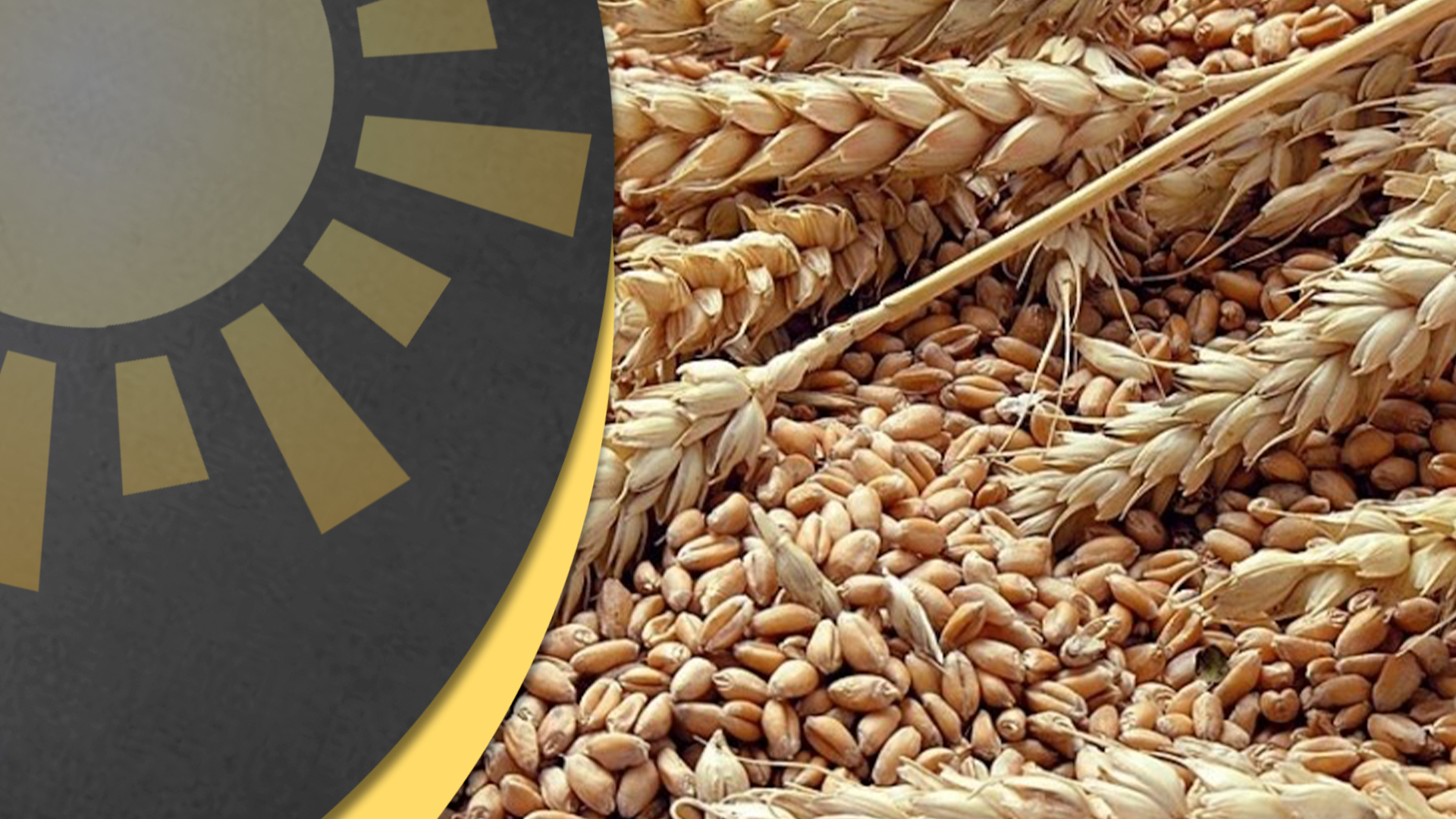 Produtor de trigo no BR está cauteloso para próxima safra depois da ...