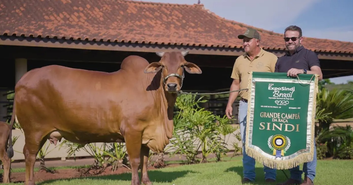 Vaca cearense é a grande campeã nacional da raça Sindi - Notícias Agrícolas