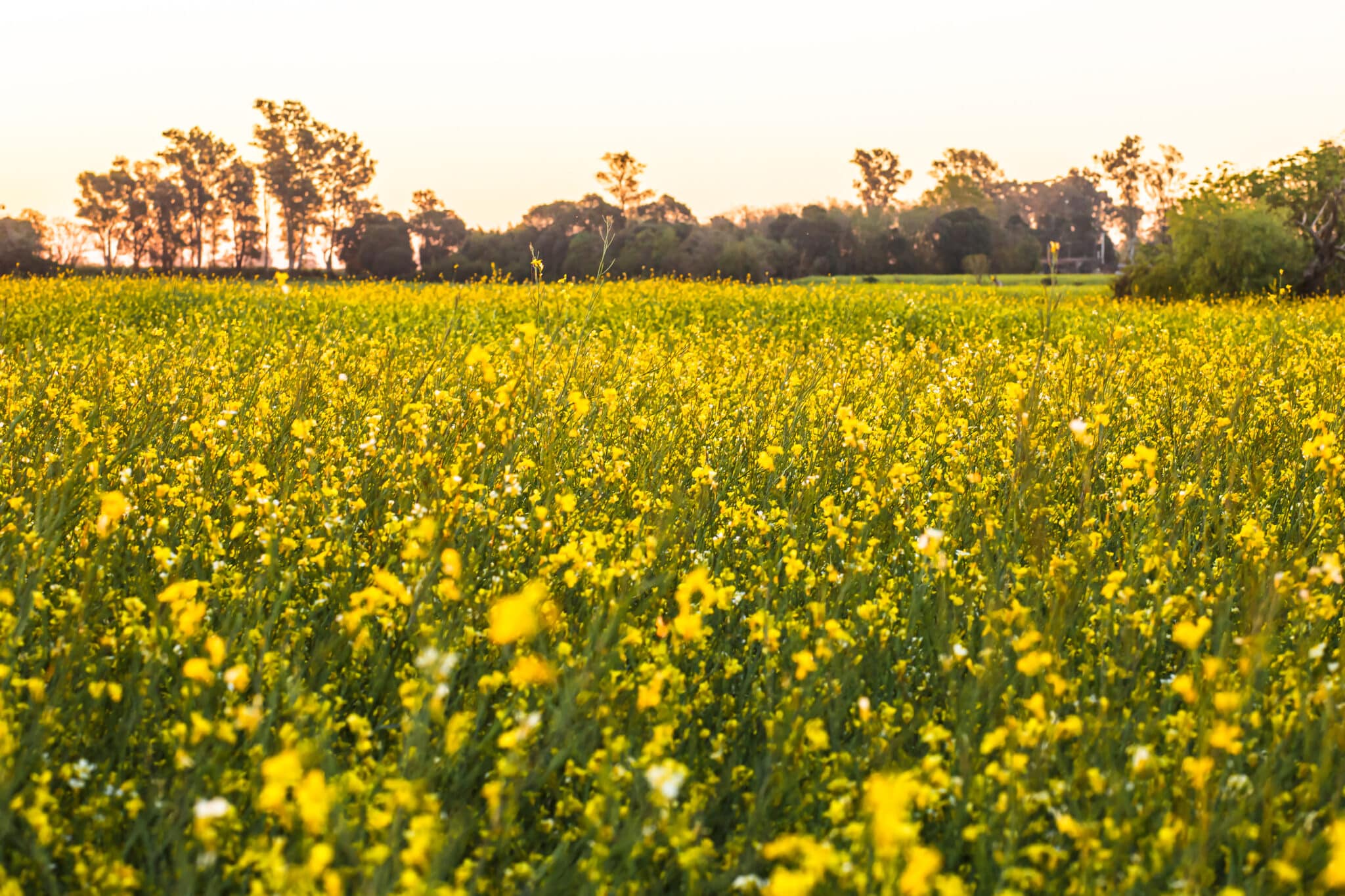 Cultivo de Carinata avança no Brasil com produção 100% contratada pela ...