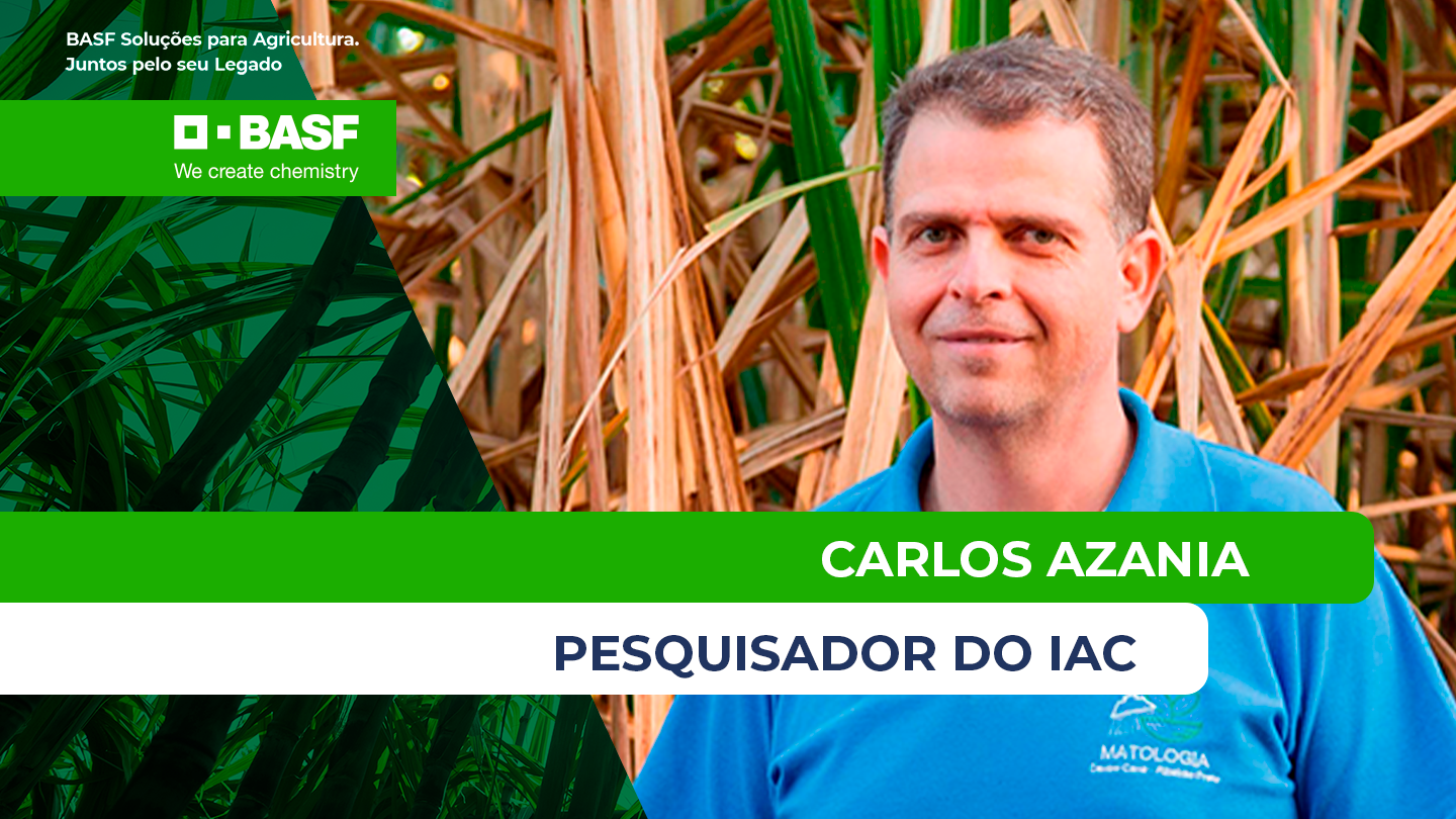 Infestação de grama-seda e capim-camalote se intensifica e exige manejo ...