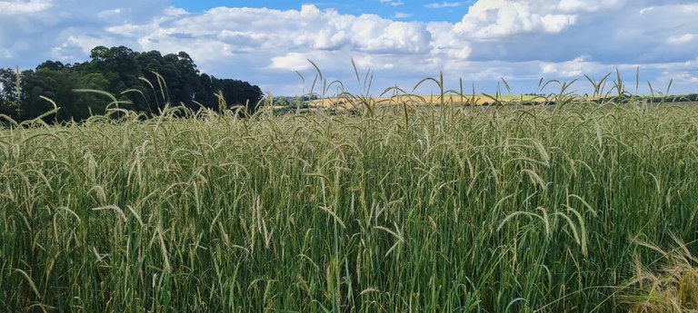 Cultivo de centeio no Brasil ganha zoneamento agrícola de risco ...