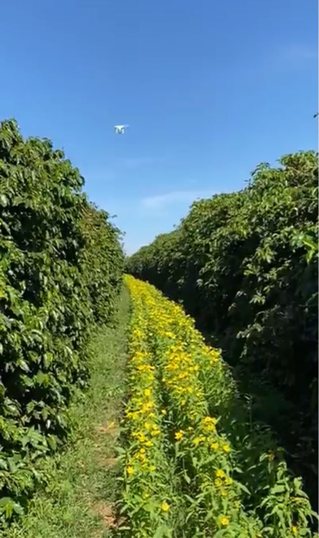 ICE visa ajudar empresas de café e cacau a cumprir regra de ...