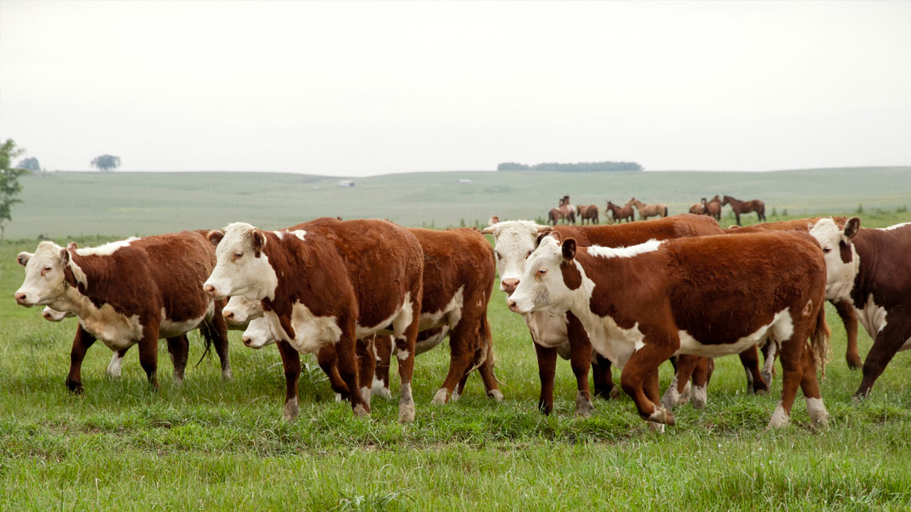 Rally da Pecuária vai percorrer 12 estados brasileiros para acompanhar ...