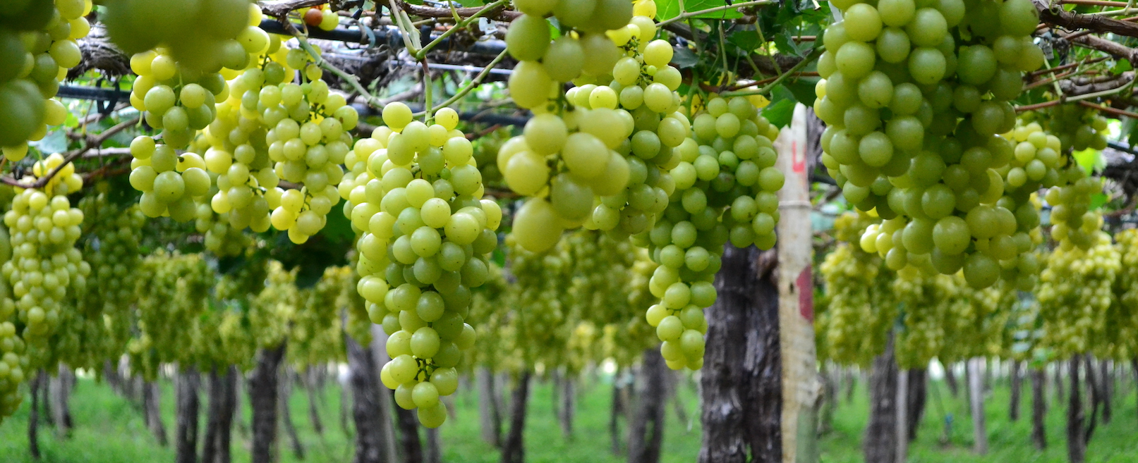 Ferramenta digital possibilita a simplificação da gestão de pomares ...