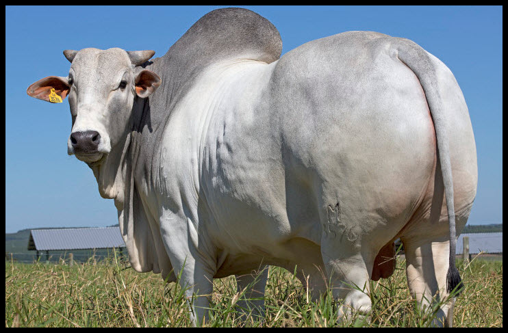 Boi: Preço da arroba atravessa a 1ª quinzena praticamente estável ...