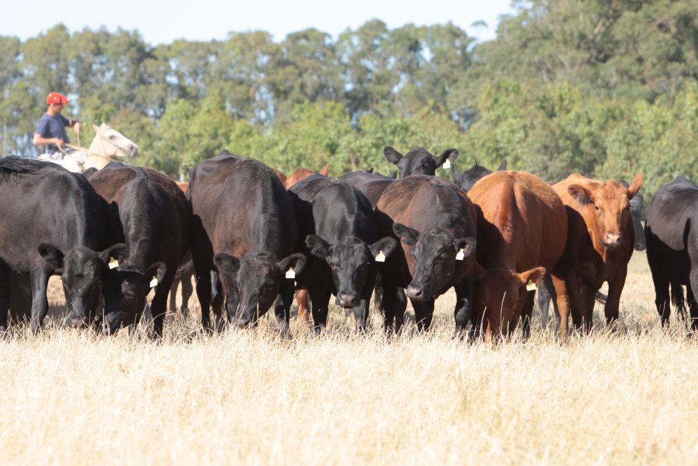 Chuvas prejudicam alimentação dos rebanhos gaúchos - Notícias Agrícolas