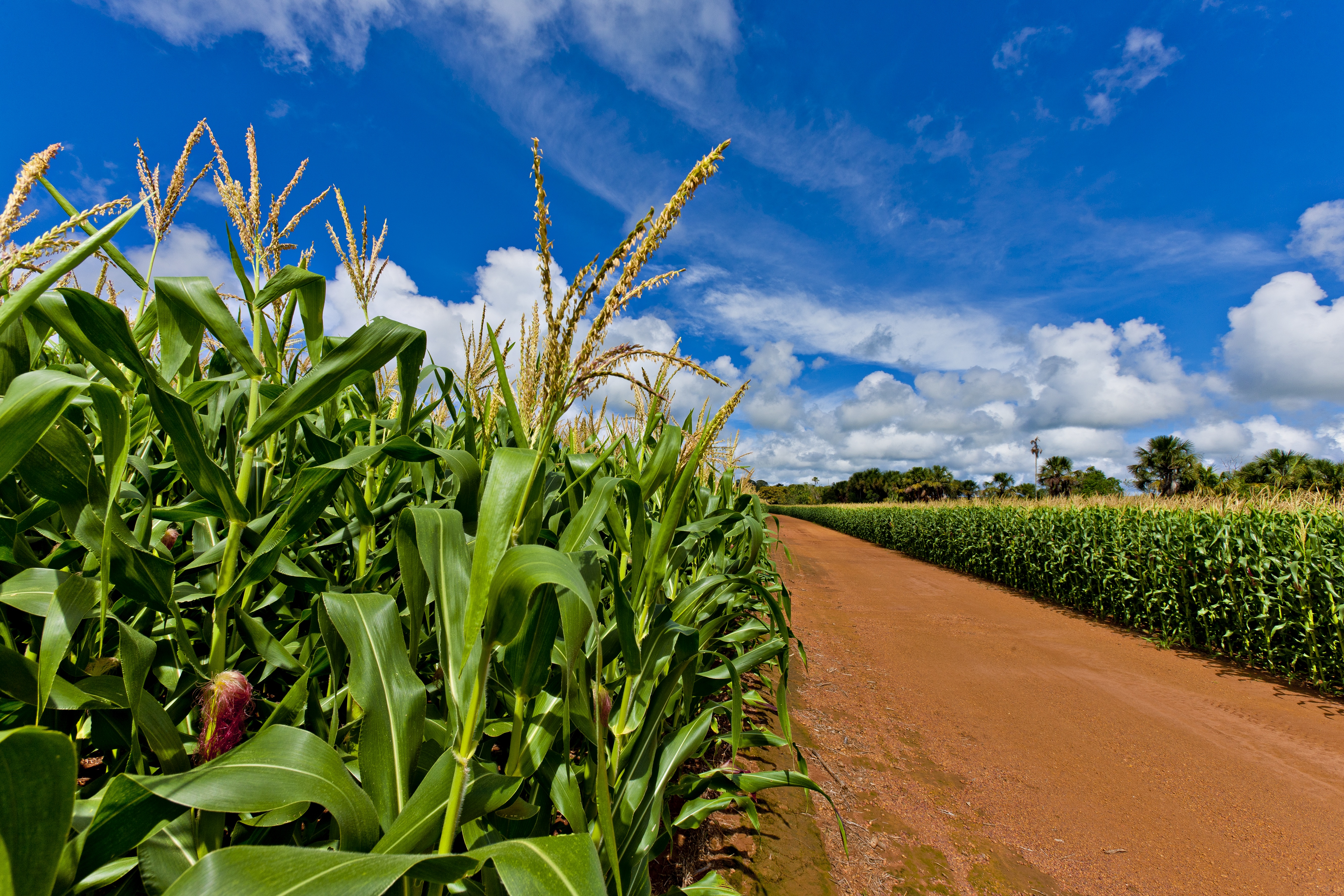 Efficon® chega ao mercado brasileiro para o manejo de cigarrinha e pulgão no... - Notícias Agrícolas