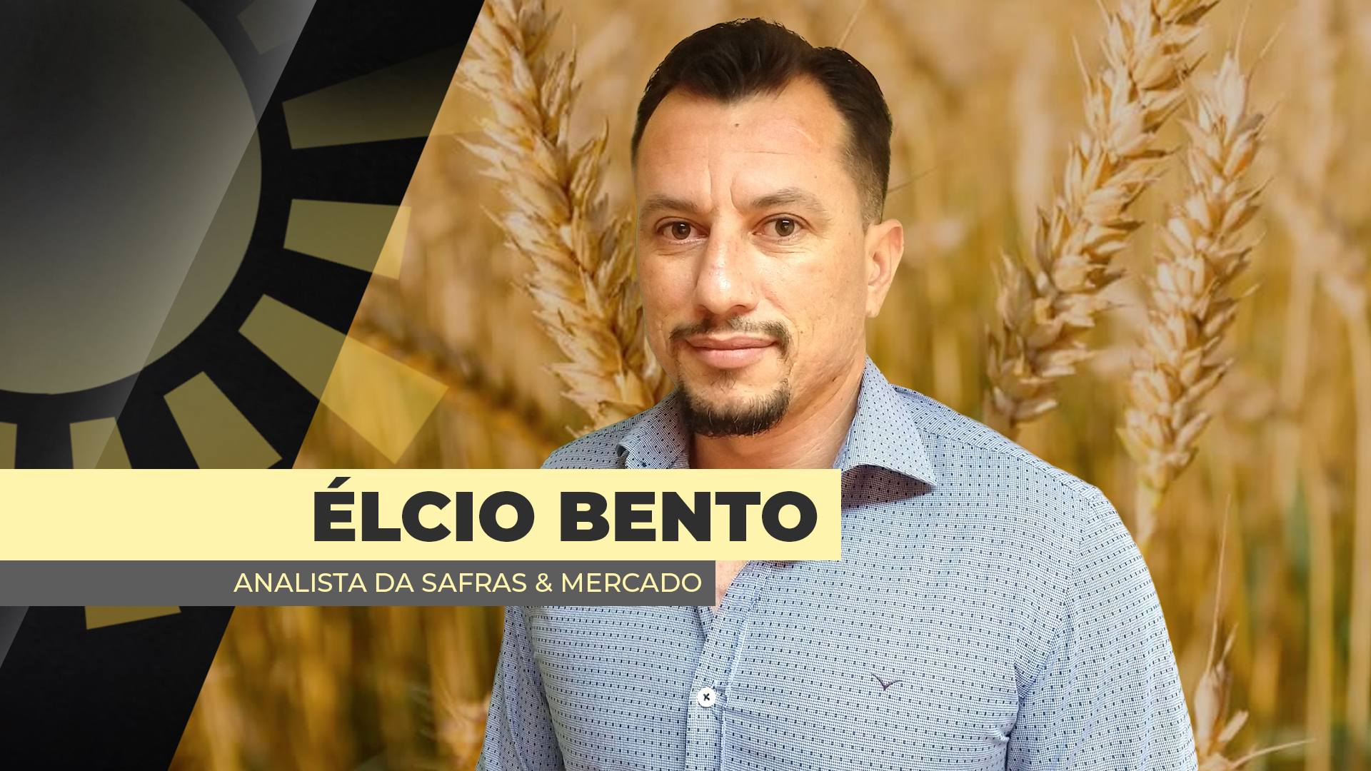 Trigo: Atual momento é de preços atrativos e oportunidades no PR ...