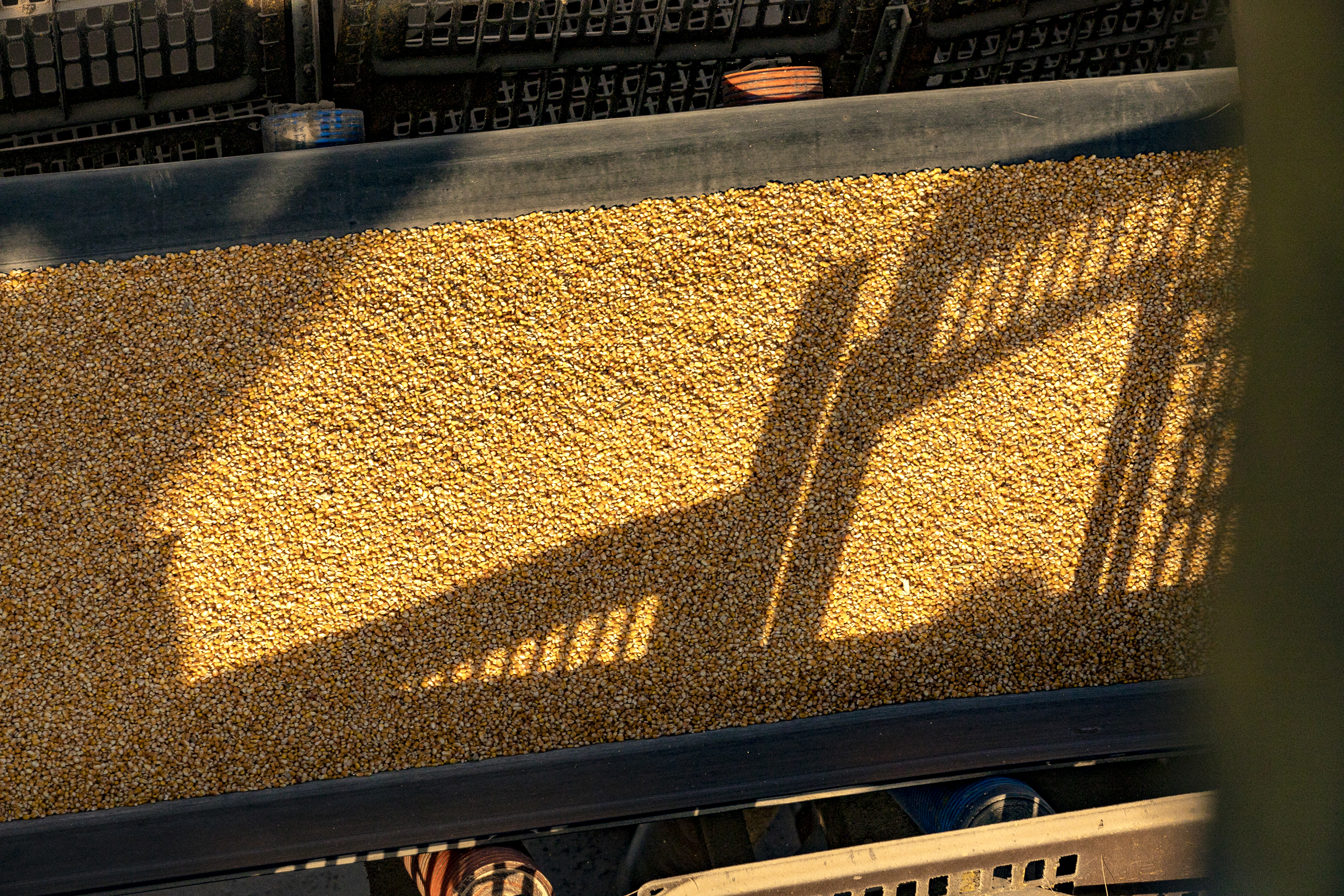 Exportação de milho em abril/25 mais do que dobrou em relação a abril ...