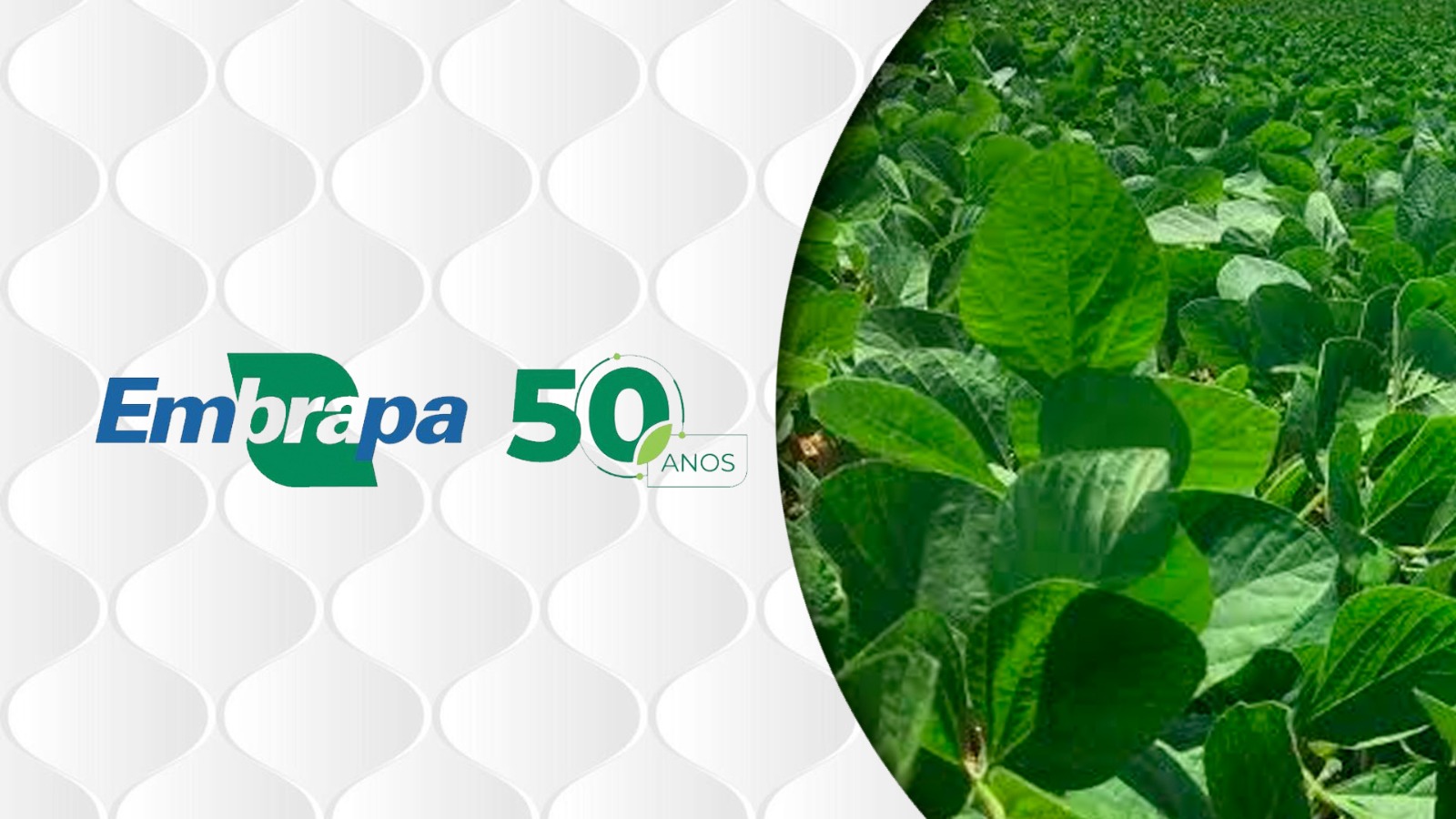 Embrapa 50 anos: a ciência que proporciona economia bilionária ao agro ...